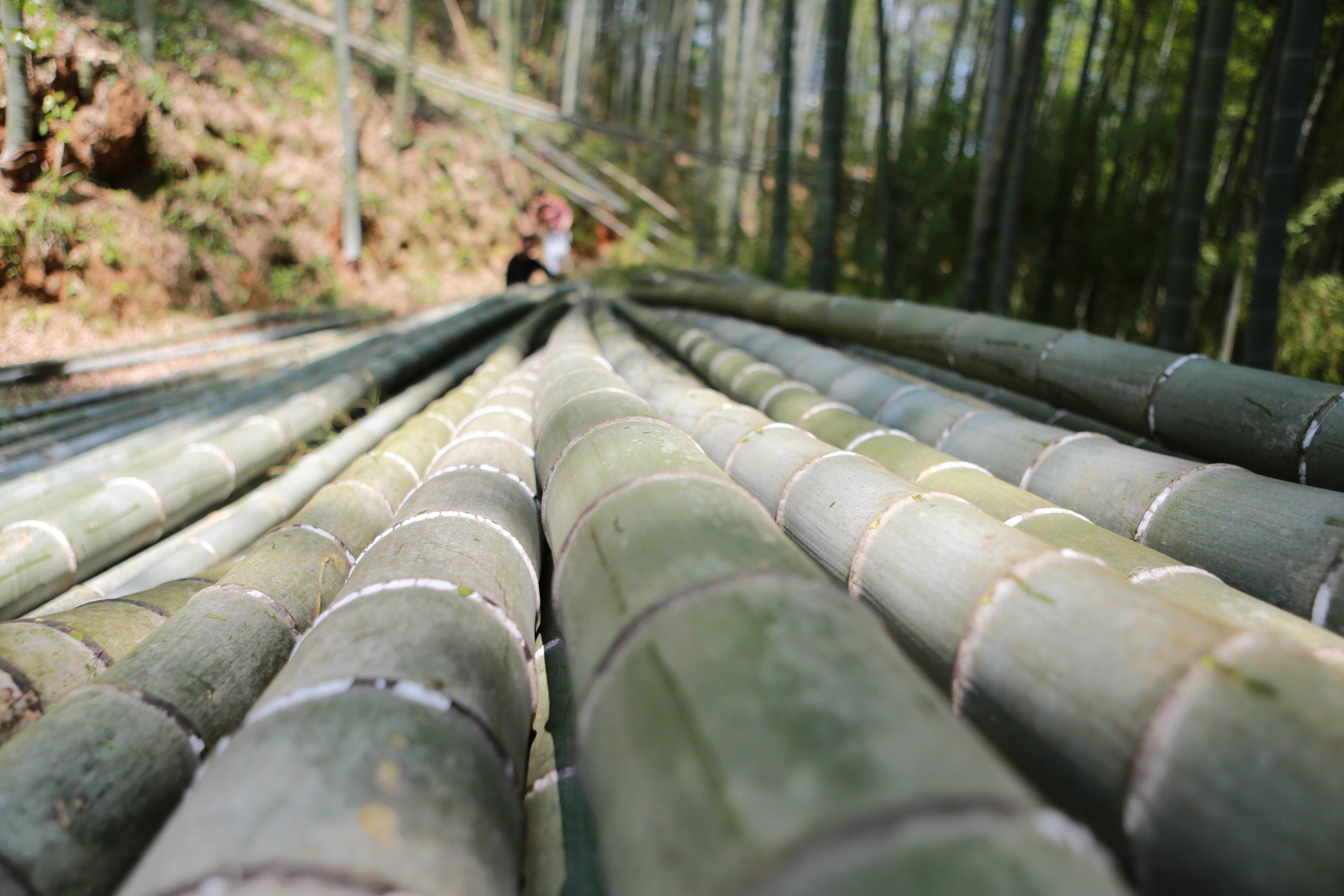 Bamboo & Climate Change: A Powerful Ally – Miti Life